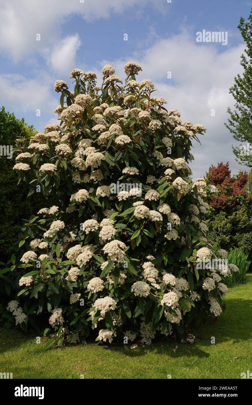 Viburnum rhytidophyllum, the leatherleaf viburnum, a species of ...