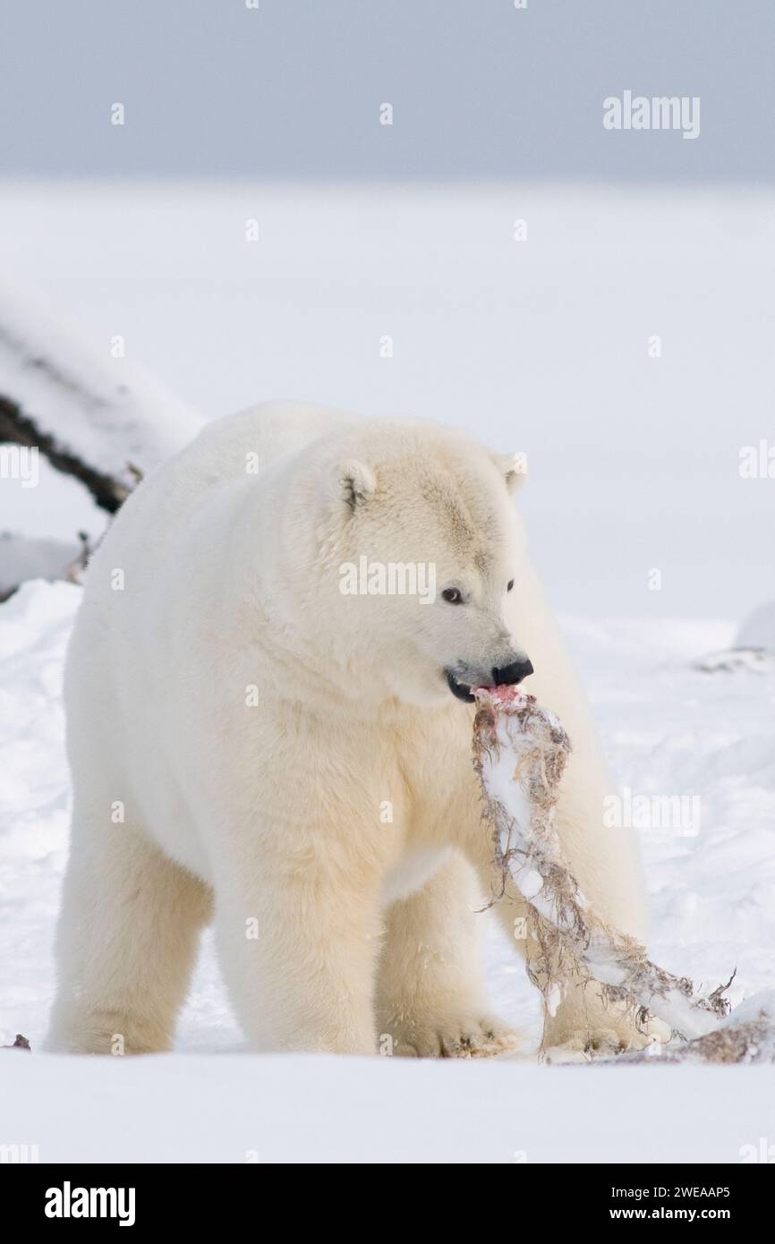 polar bears Ursus maritimus cub scavenging on whale bones for meat and ...