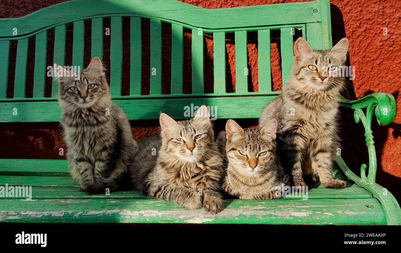 On an old green wooden bench, four sibling kittens spend the day sunbathing. Cat brothers ...
