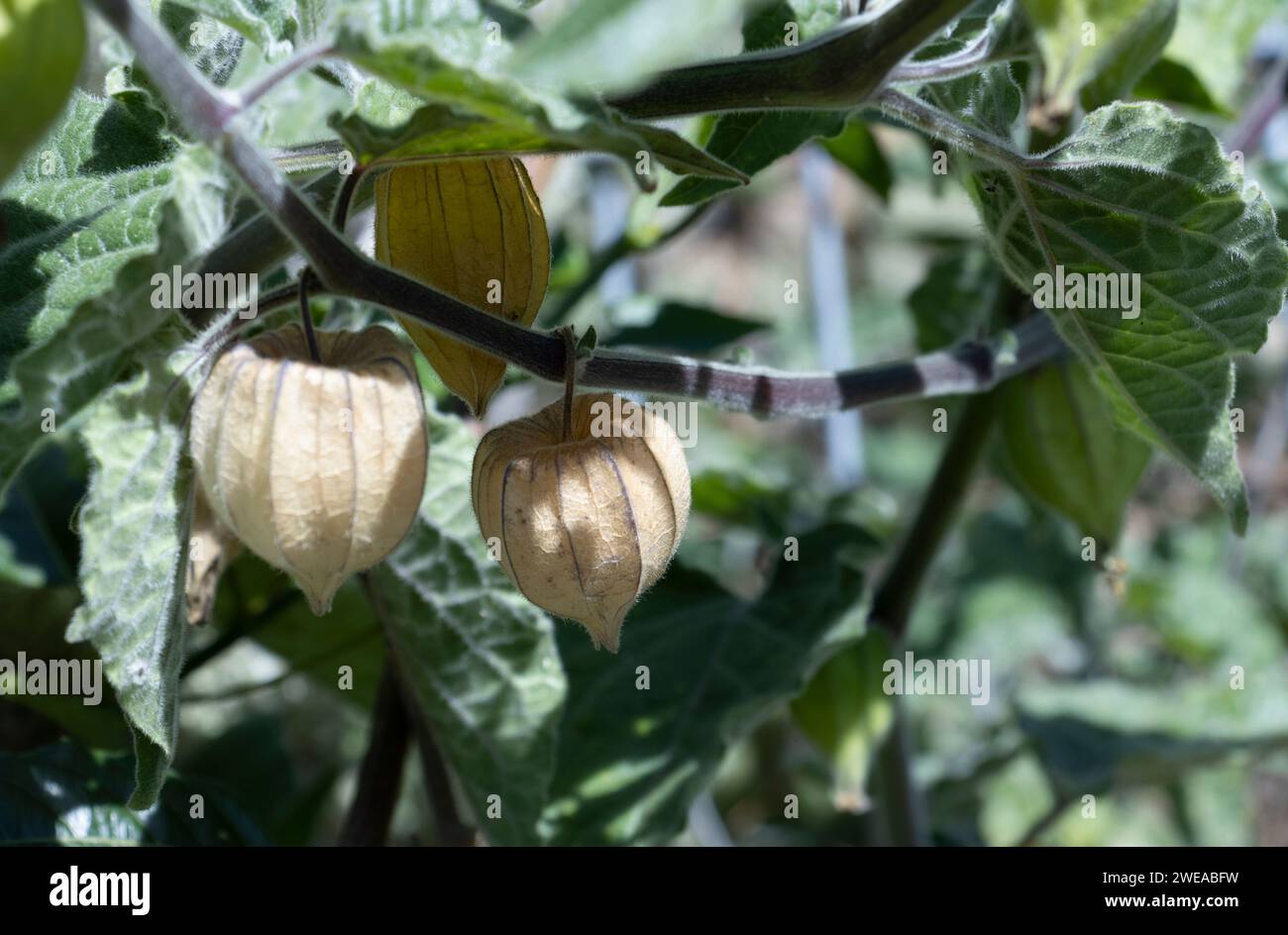 Tomatillo (Physalis). Partial view of its leaves and fruit Stock Photo ...