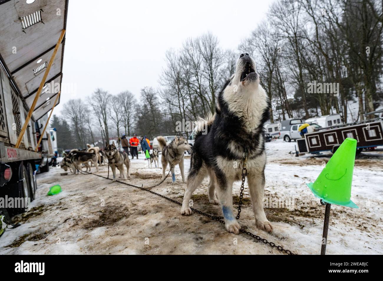 Czech Republic, January 24, 2024. Mushers and their dog teams during ...