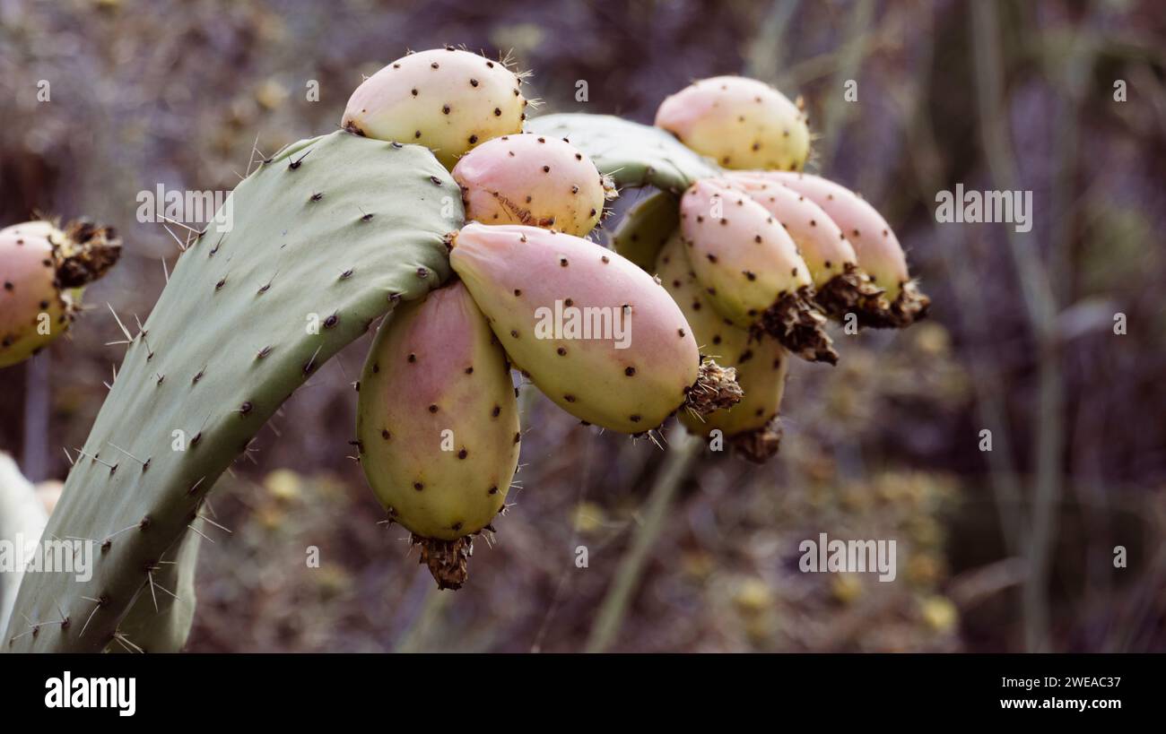 prickly pear plant, with its ripe fruits Stock Photo - Alamy