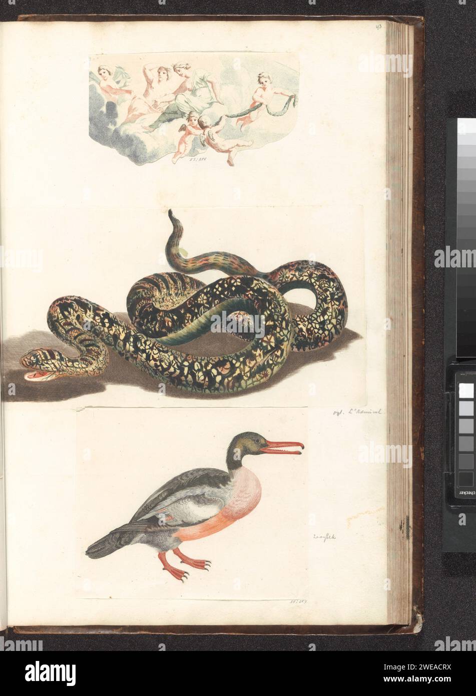 Slang, anonymous, 1688 - 1698 print Changed snake with open mouth. This ...