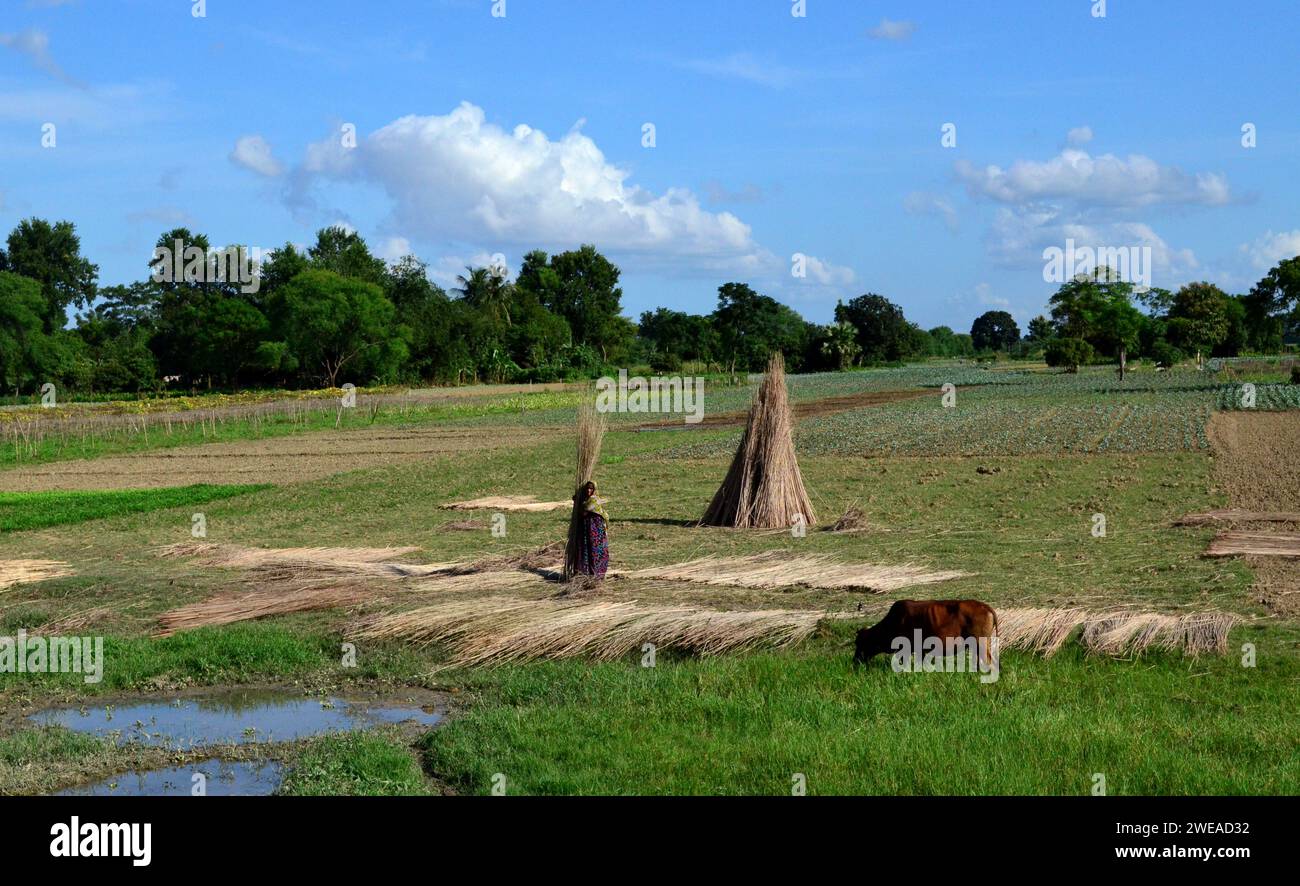 Jute firewood hi-res stock photography and images - Alamy