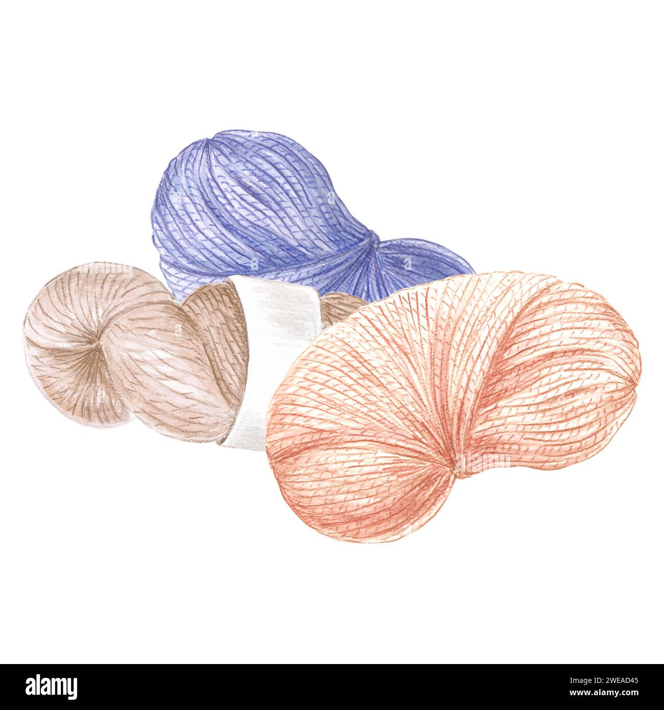 Watercolor three skeins of threads, wool knitting yarn. Template ...