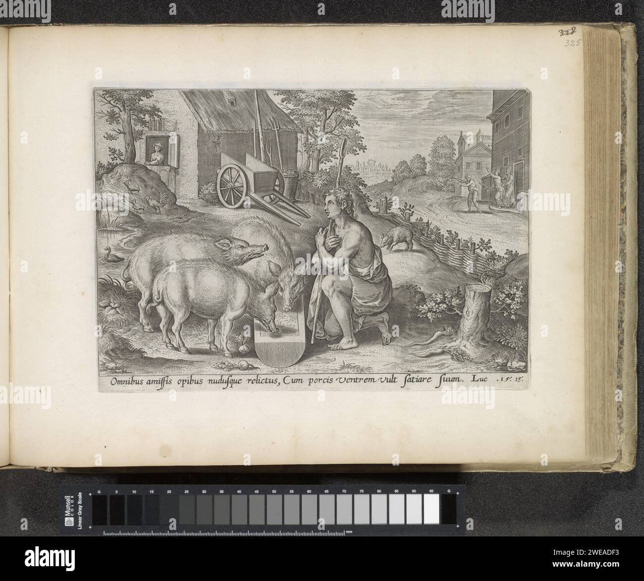 Chased by a pig hi-res stock photography and images - Alamy