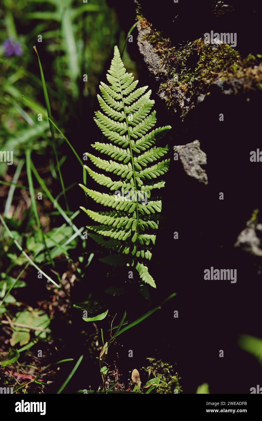 Native fern growing in the shadow of a mossy rock near the Great Lakes ...