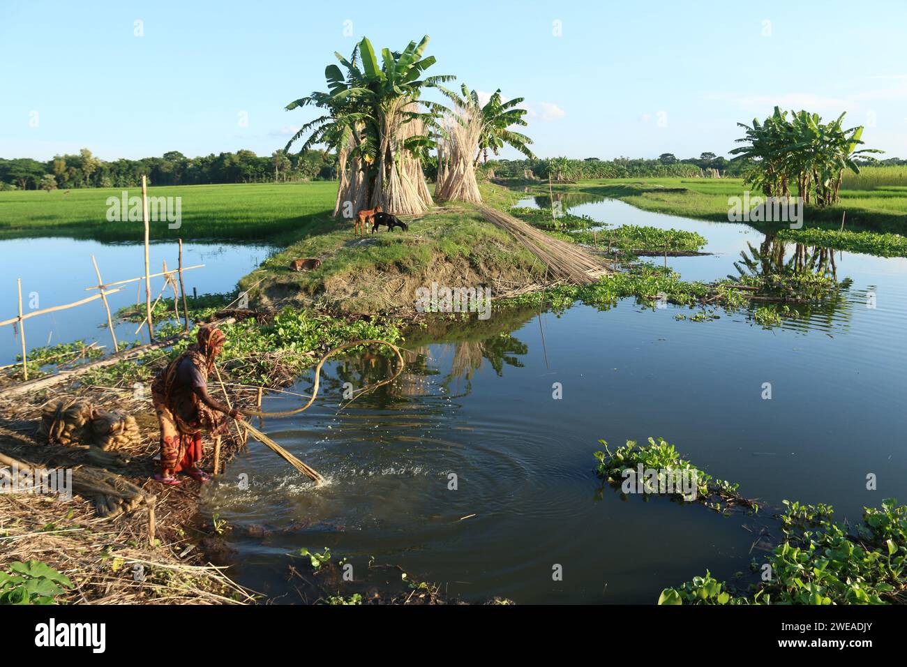 Jute bangladesh hi-res stock photography and images - Alamy