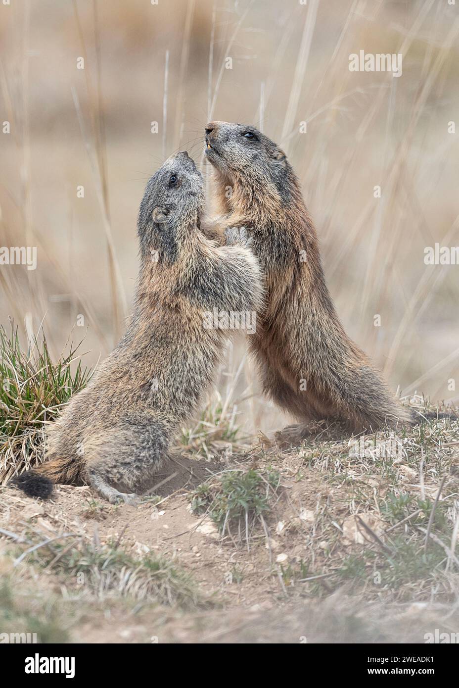 Battle in the Alps mountains, Alpine marmots in fight (Marmota marmota ...
