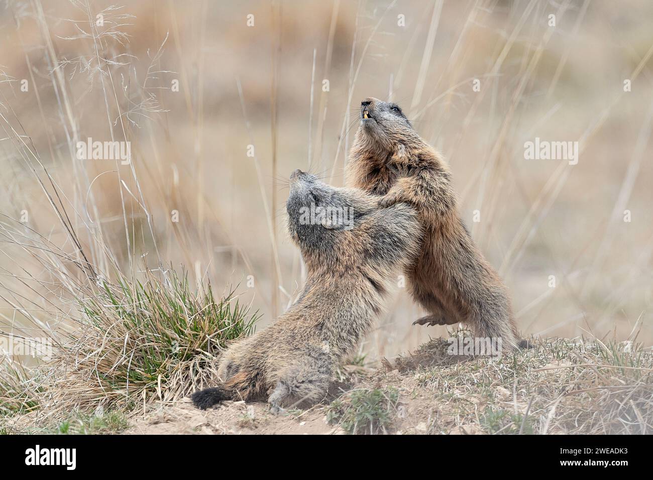 Alpine marmots fighting hi-res stock photography and images - Alamy