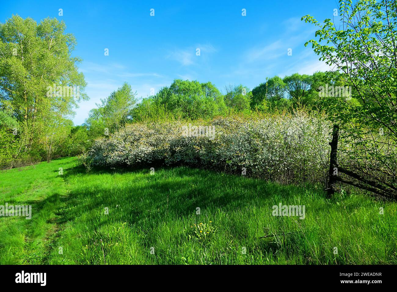 Blackthorn in the floodplain forest, abandoned agricultural land. The ...