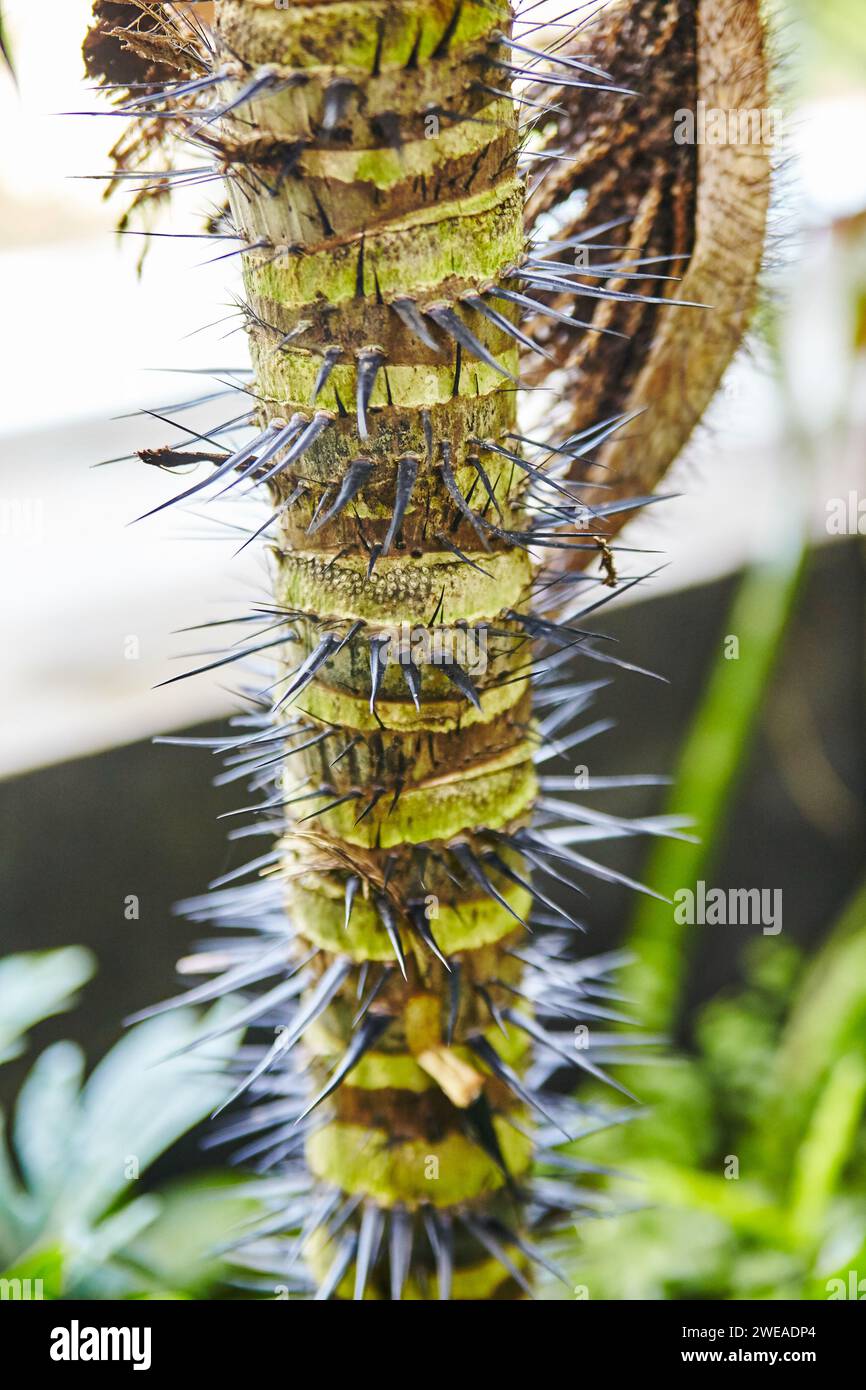 Spiky plant hi-res stock photography and images - Alamy