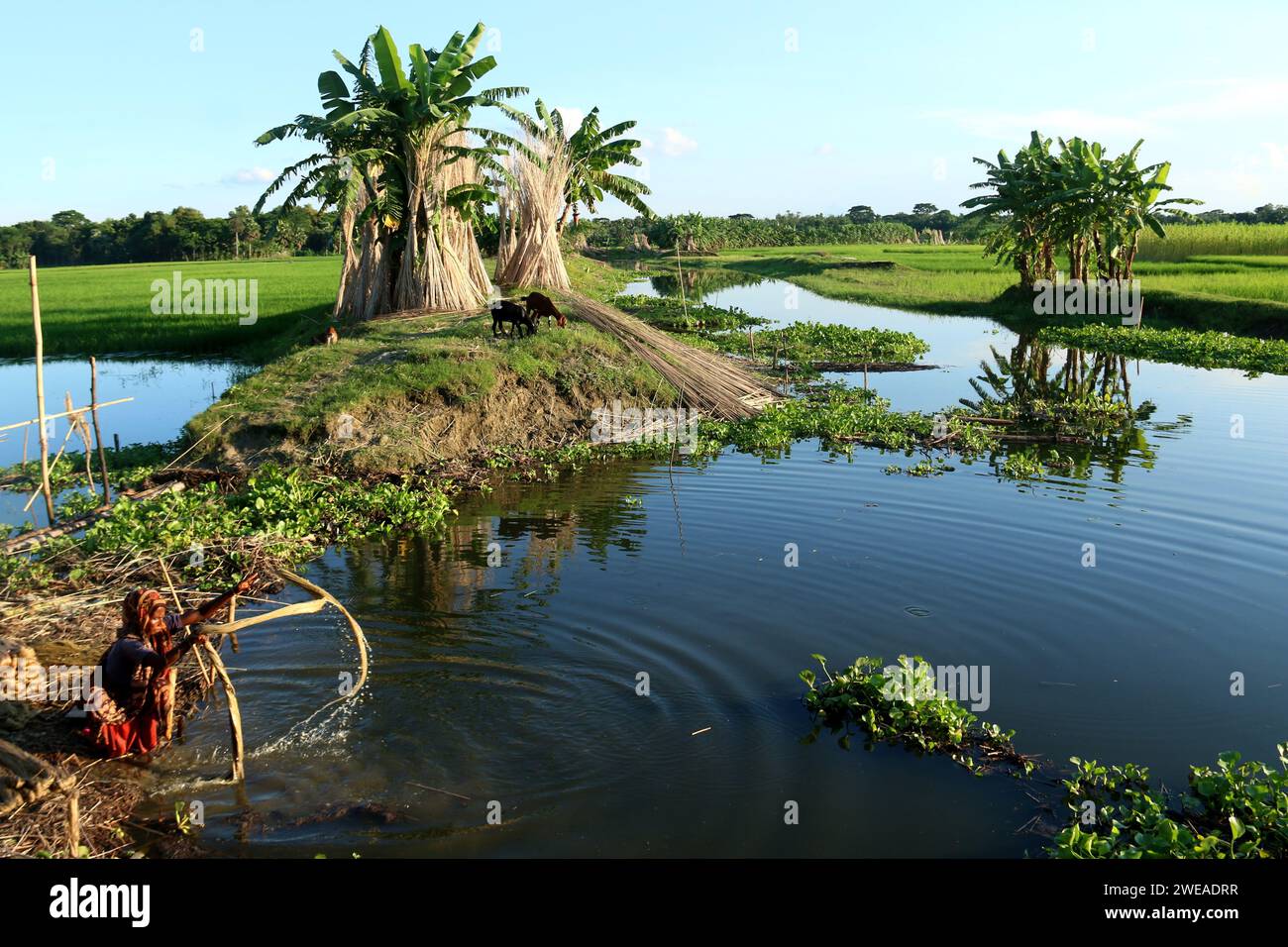 Jute ash hi-res stock photography and images - Alamy