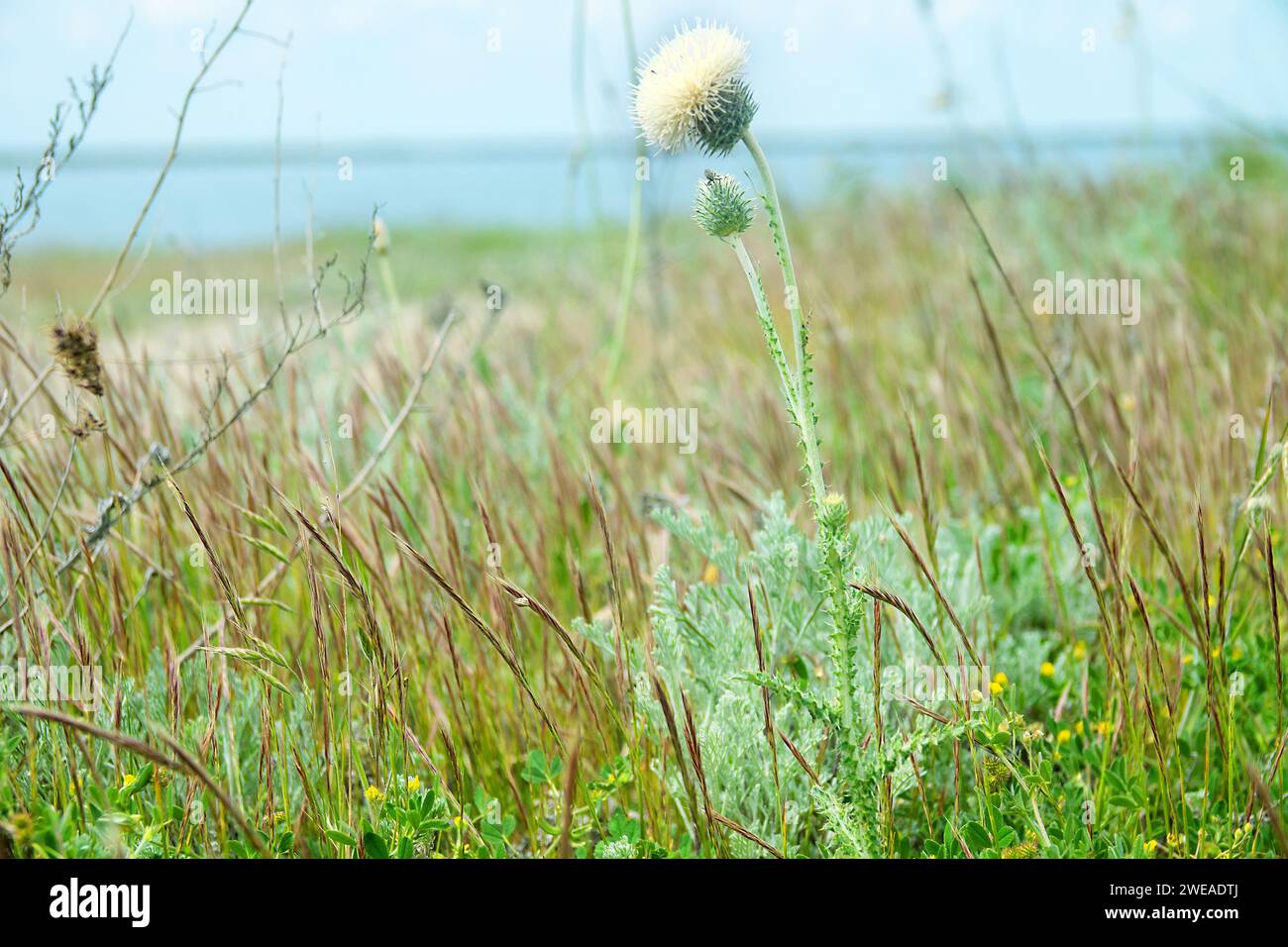 Arabian thistle (Carduus arabicus, Carduus pycnocephalus) with a white ...