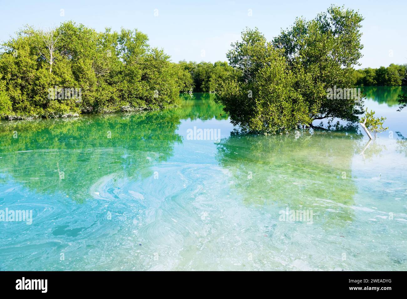 Mangroves in the Persian Gulf. United Arab Emirates. Winter algae ...