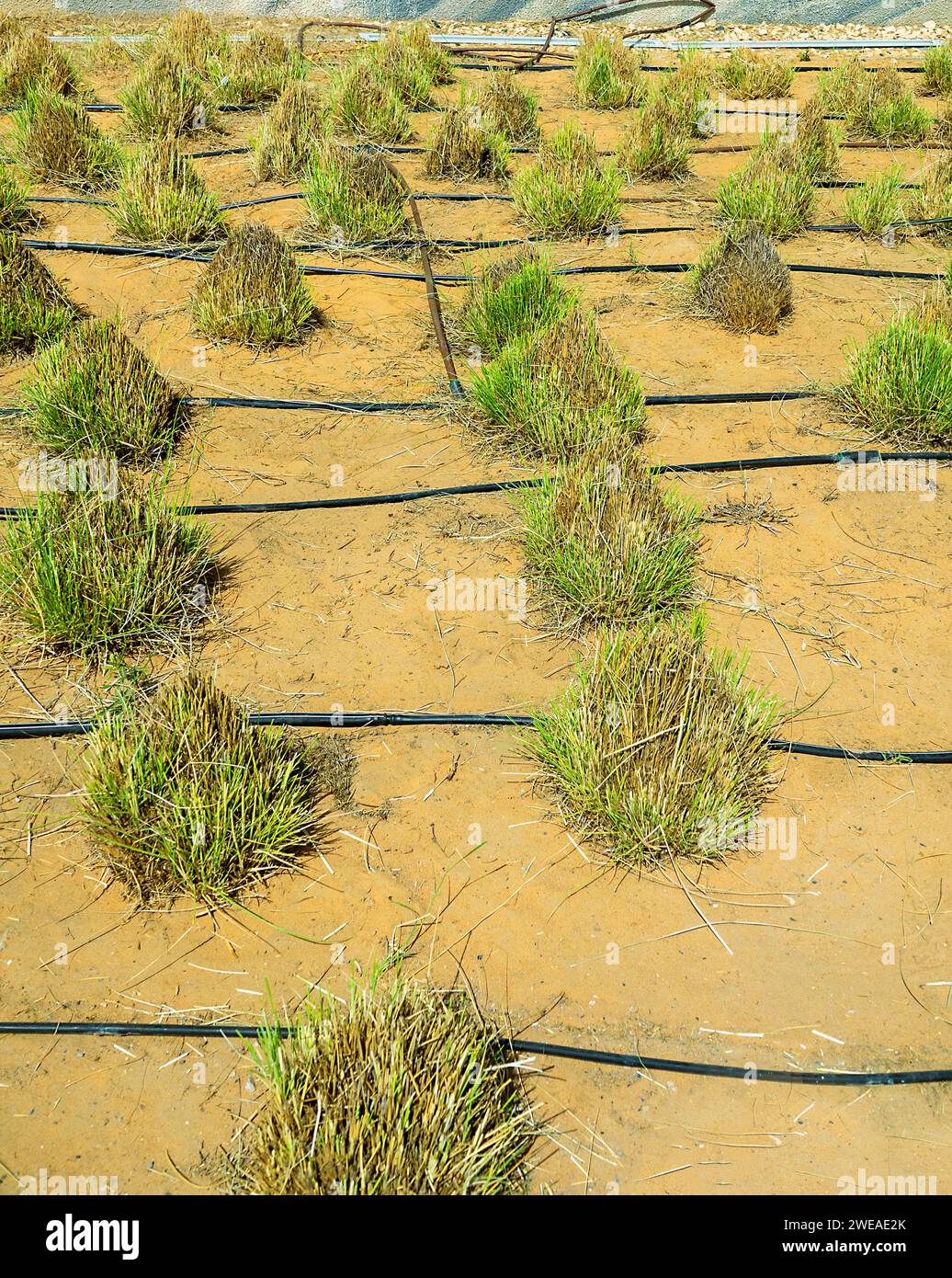 Drip irrigation water pipes (drip system) in the desert, green plants. Arabian Peninsula Stock ...