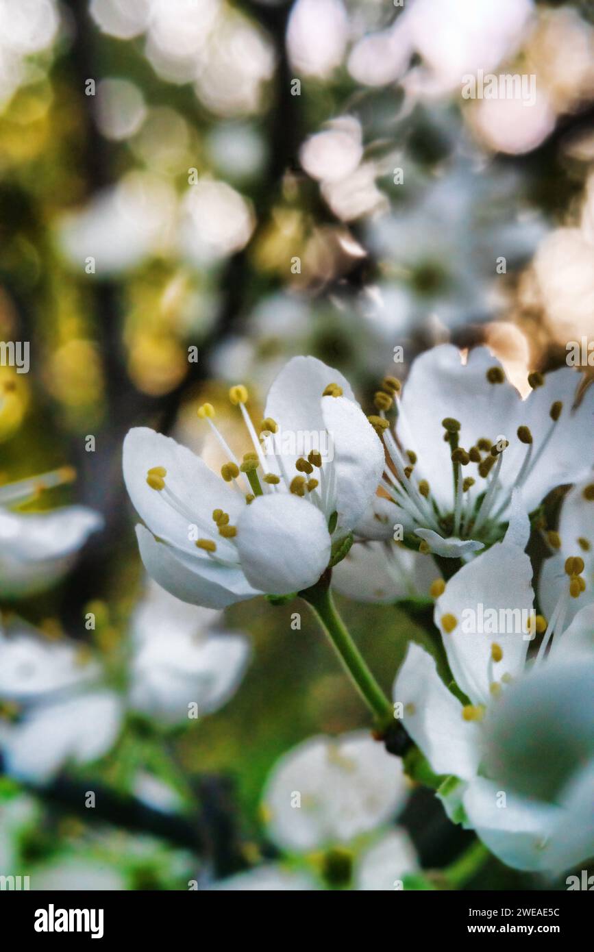 Blooming blackthorn (Prunus spinosa) thornbush (wait-a-minute). Forest ...