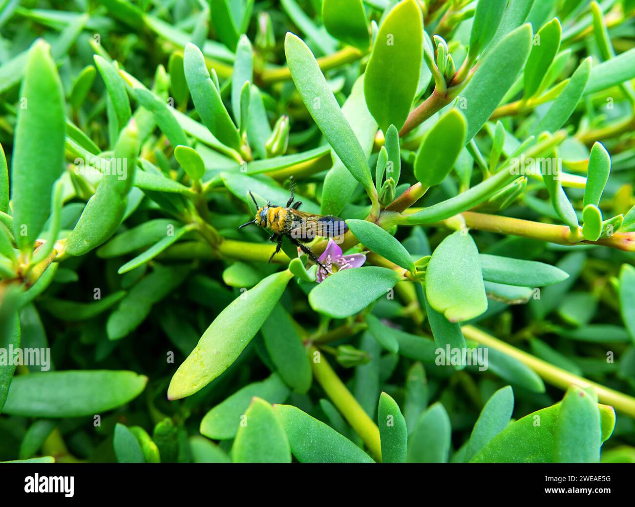 Arab wasp hi-res stock photography and images - Alamy