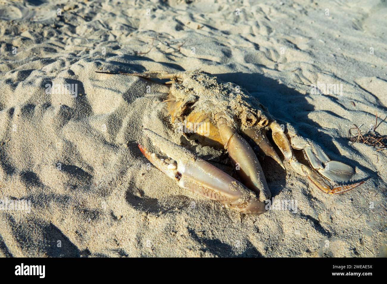 Dead crabs on the Persian Gulf Stock Photo - Alamy