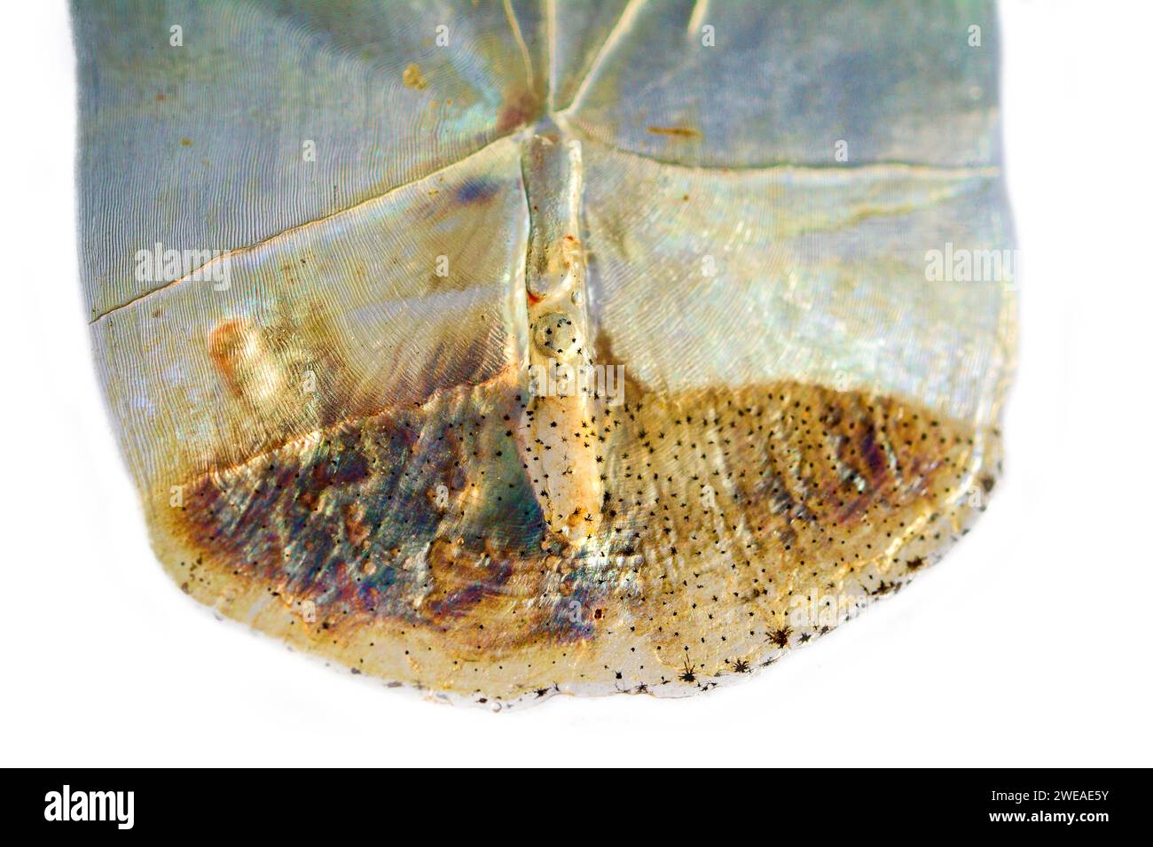 Fish scales, Silver bream (Blicca bjoerkna). Ultra macro on a white ...