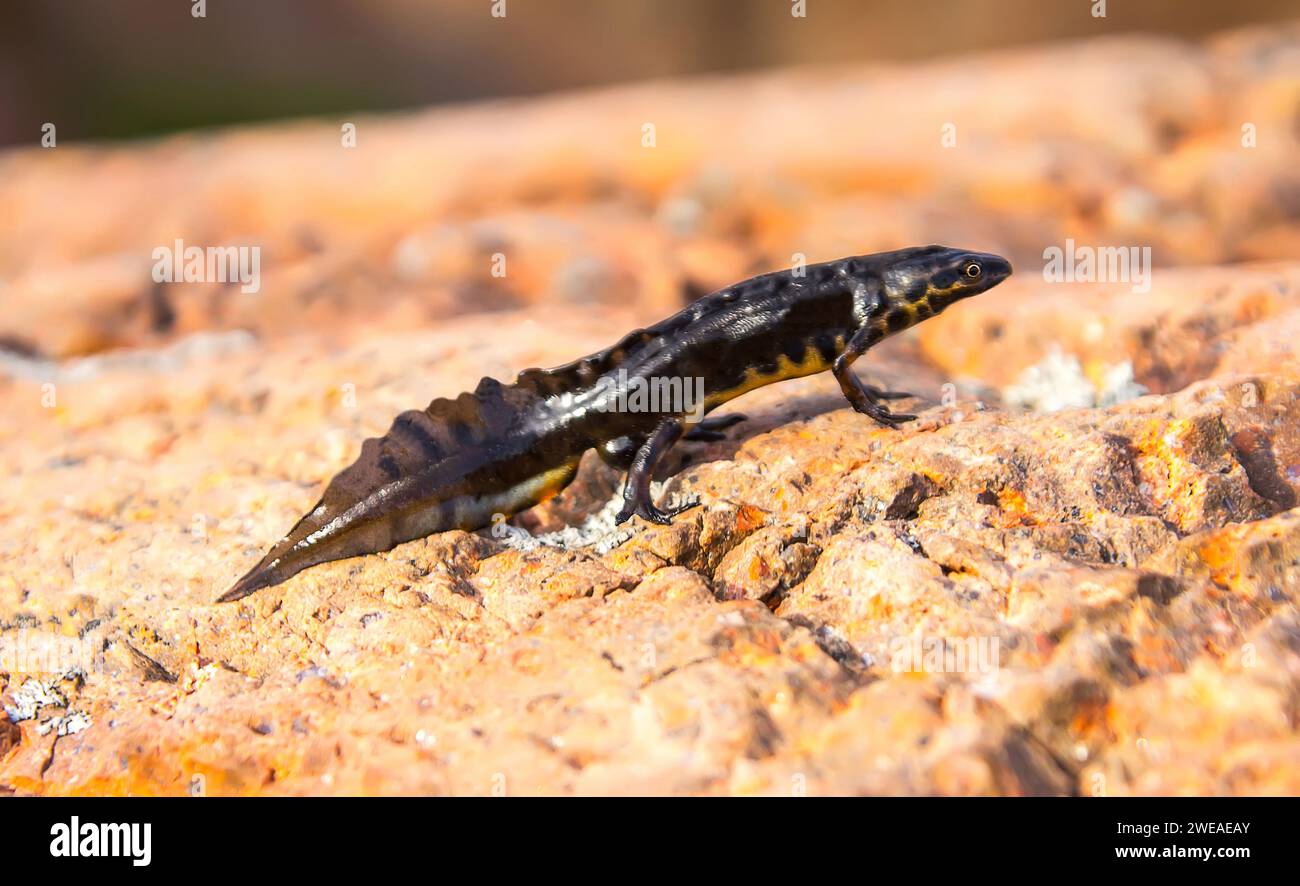 crested newt (Triturus cristatus). The amphibian moves to another pond ...