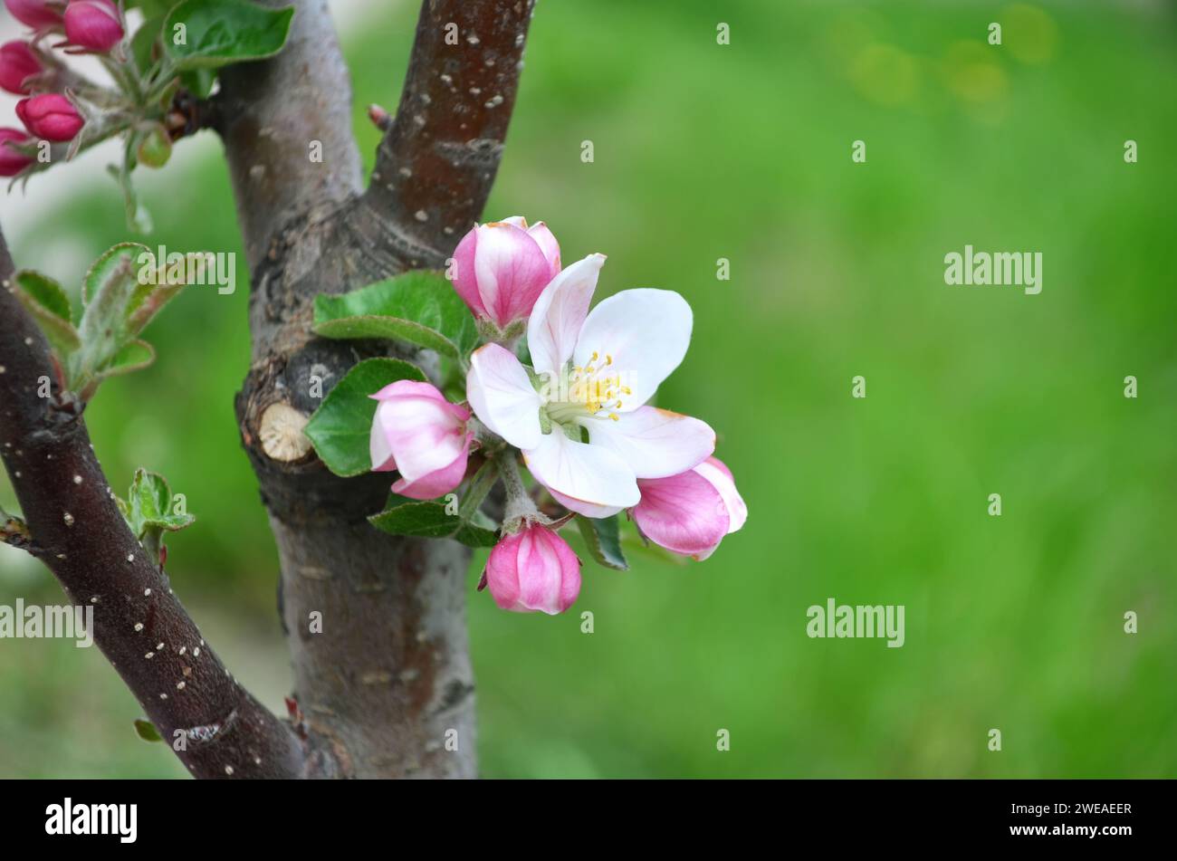 Beautiful white apple tree flowers hi-res stock photography and images ...