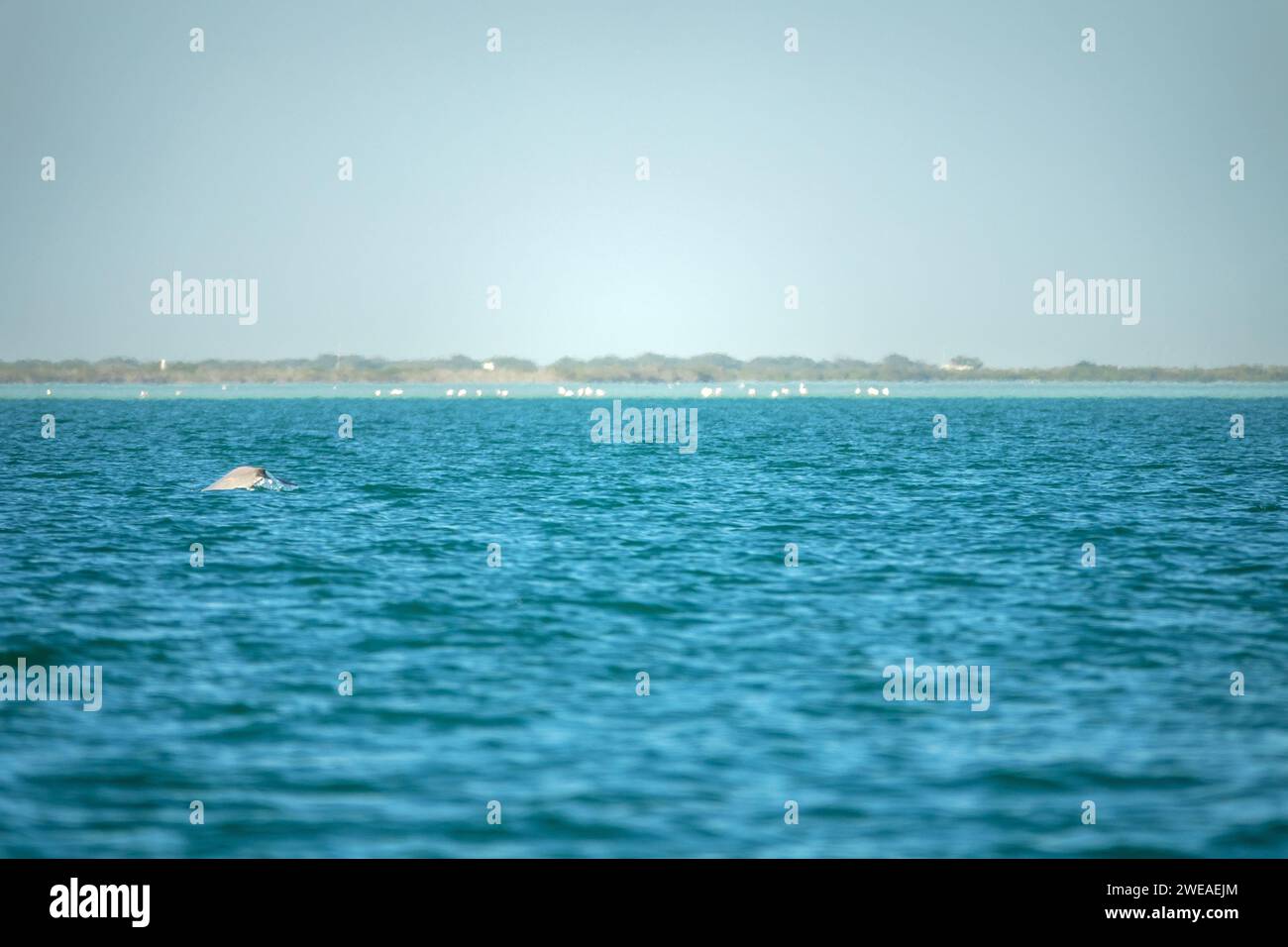 Dolphins (probably bottlenose dolphins) in the Persian Gulf, near ...