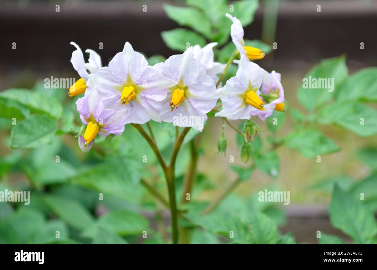 Close-up of potato flowers. The image can be used to describe the plant ...
