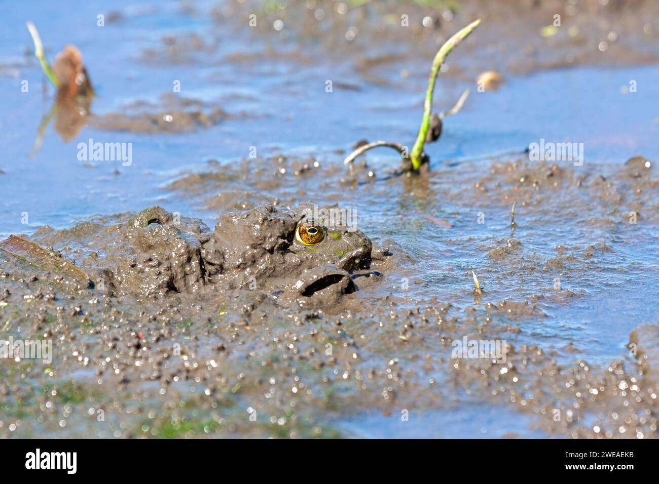 American bullfrog emerges from a mudflat. Only its eye can be seen in ...