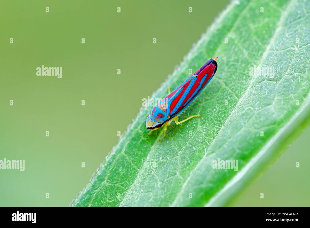 A candy-striped leafhopper walks the leaf of a backyard swamp milkweed ...