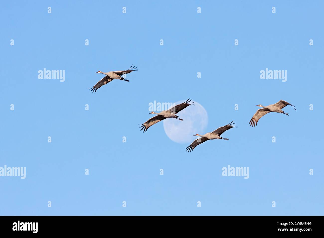 Crane with moon hi-res stock photography and images - Alamy