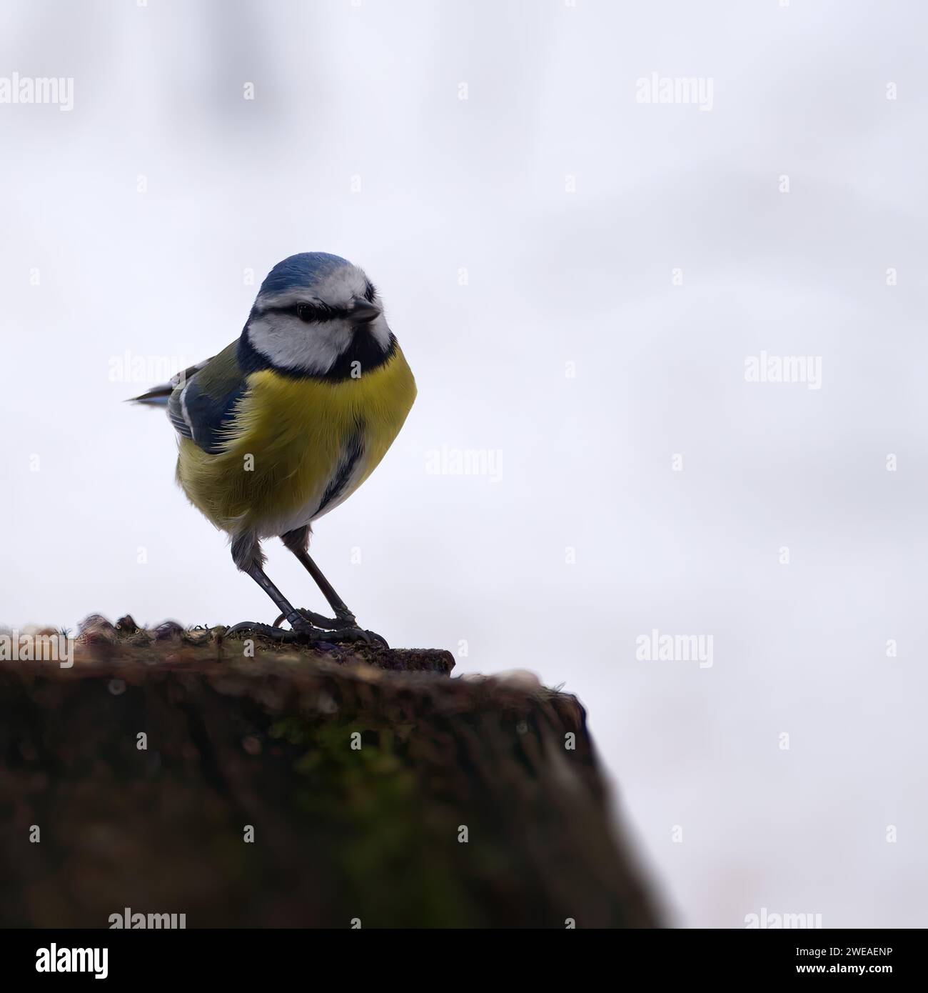 Bluetit bird hi-res stock photography and images - Alamy