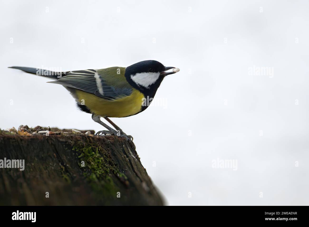 Bird with seed on mouth Stock Photo - Alamy