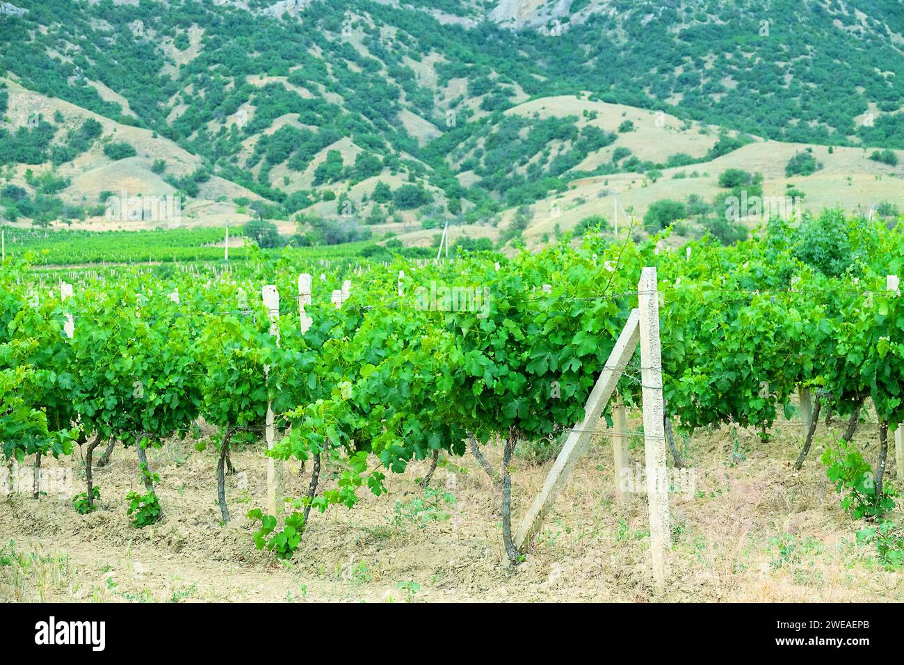 Cognac france vineyards hi-res stock photography and images - Alamy