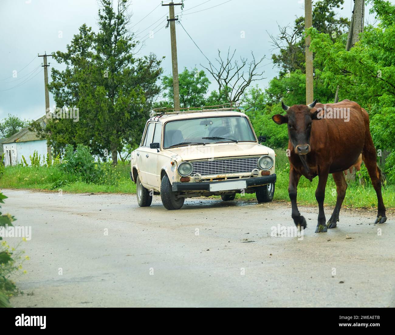 A cow crosses the road in front of a car. Soviet Zhiguli VAZ-2101 car ...