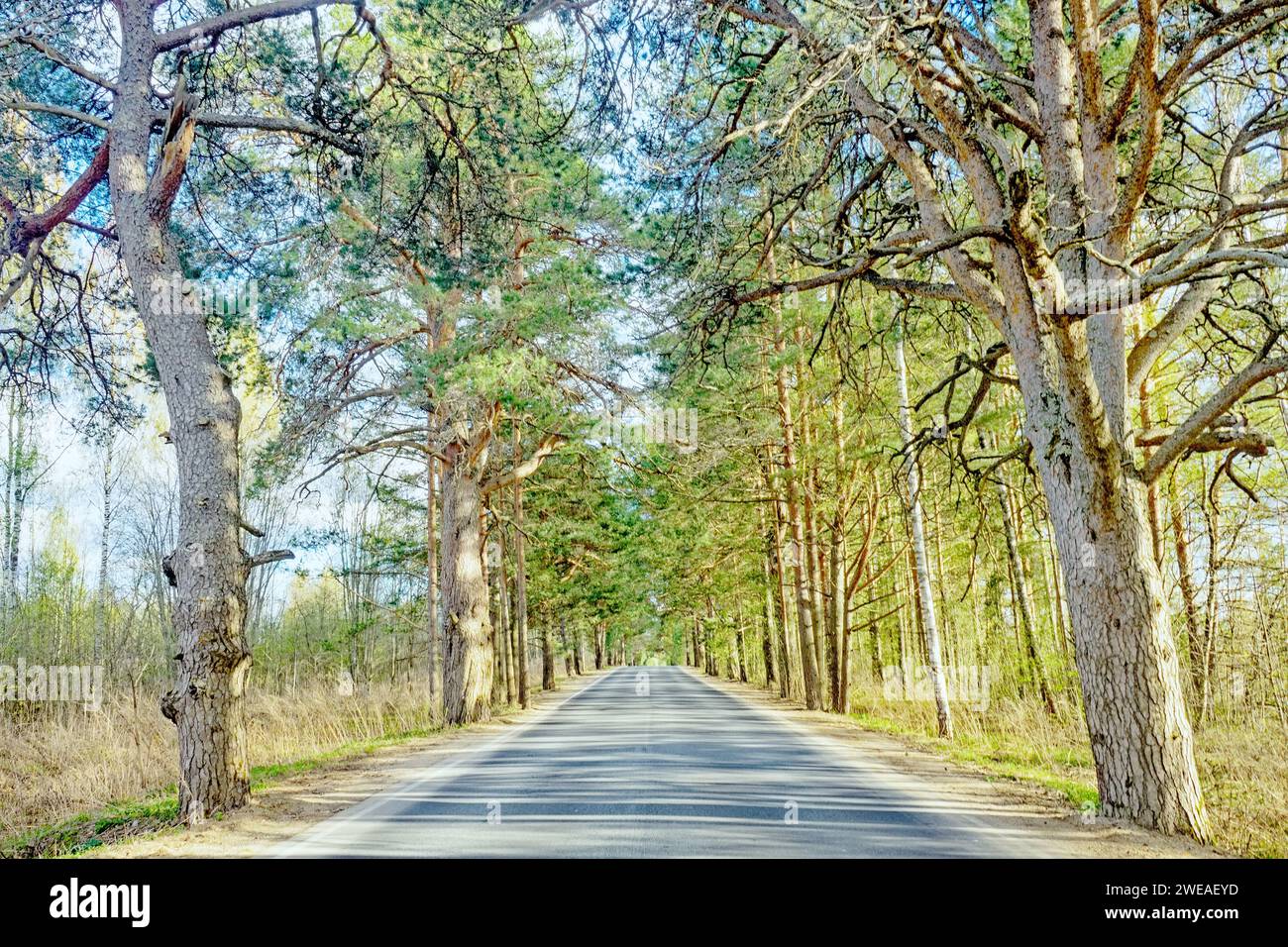 Century old pine hi-res stock photography and images - Alamy