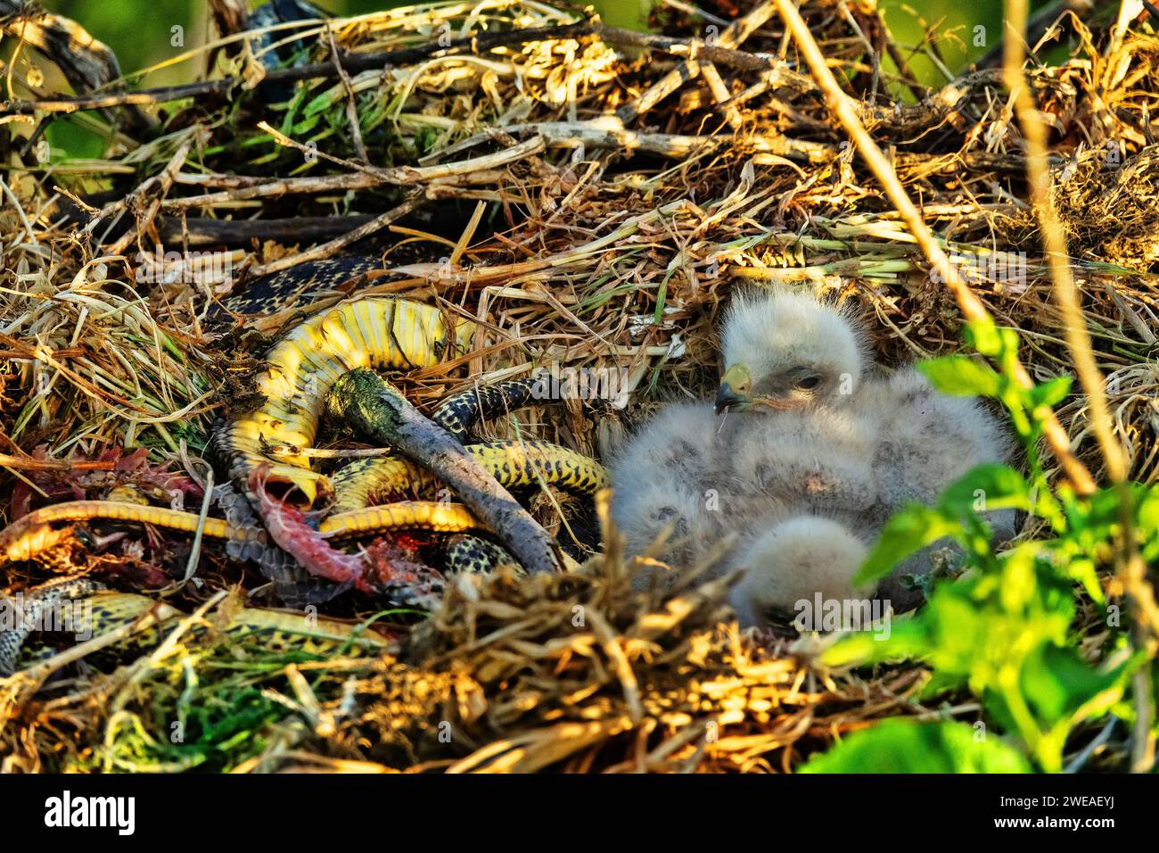Long-legged buzzard (Buteo rufinus) nestlings are 5 days old, elder's ...