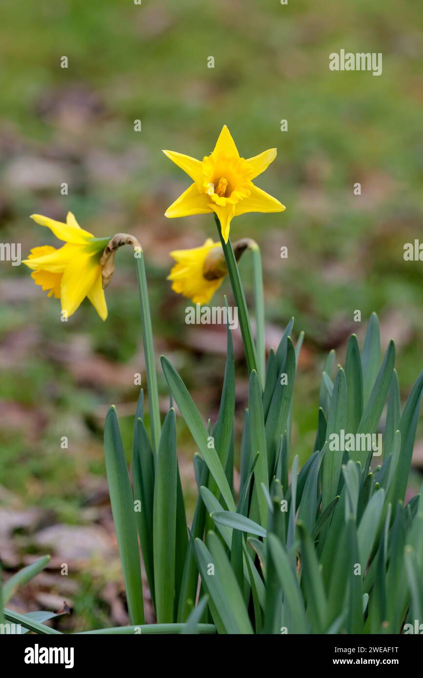 Fresh January daffodil's bright yellow six outer petals trumpet like ...