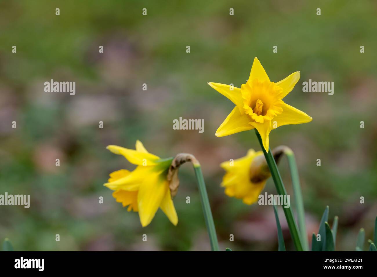 Early 2024 uk daffodils hi-res stock photography and images - Alamy