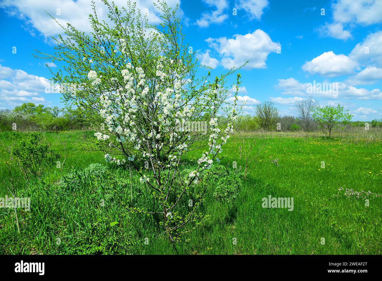 Dwarf cherry apple hi-res stock photography and images - Alamy