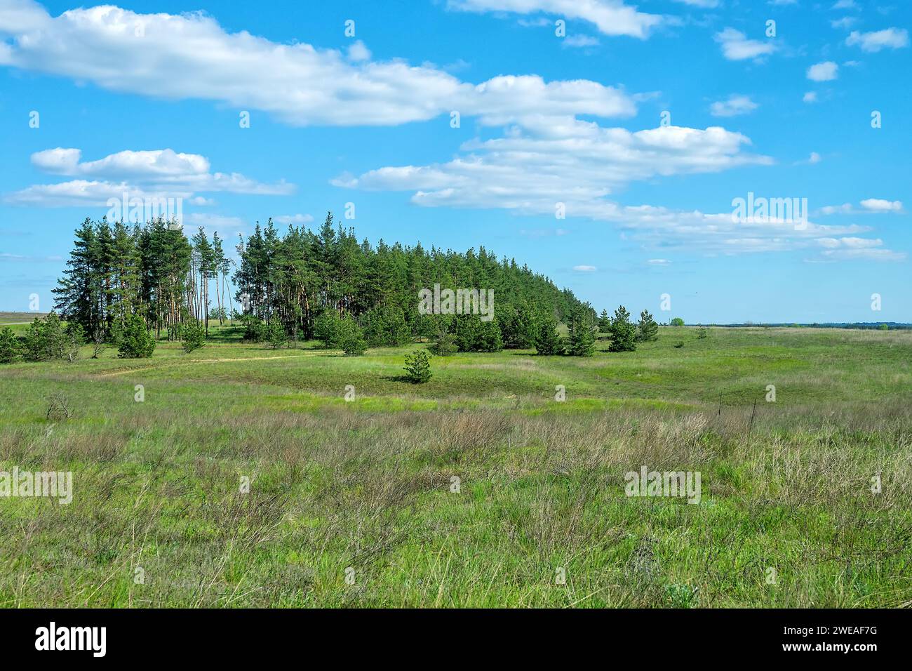 Forest-steppe with an old grove of pine (pinery, stand of pine trees ...