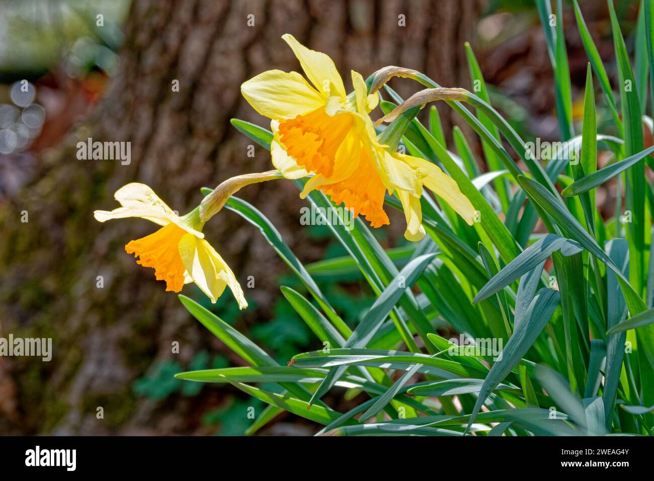 A profile closeup view of three daffodils highlighted by the sunlight ...