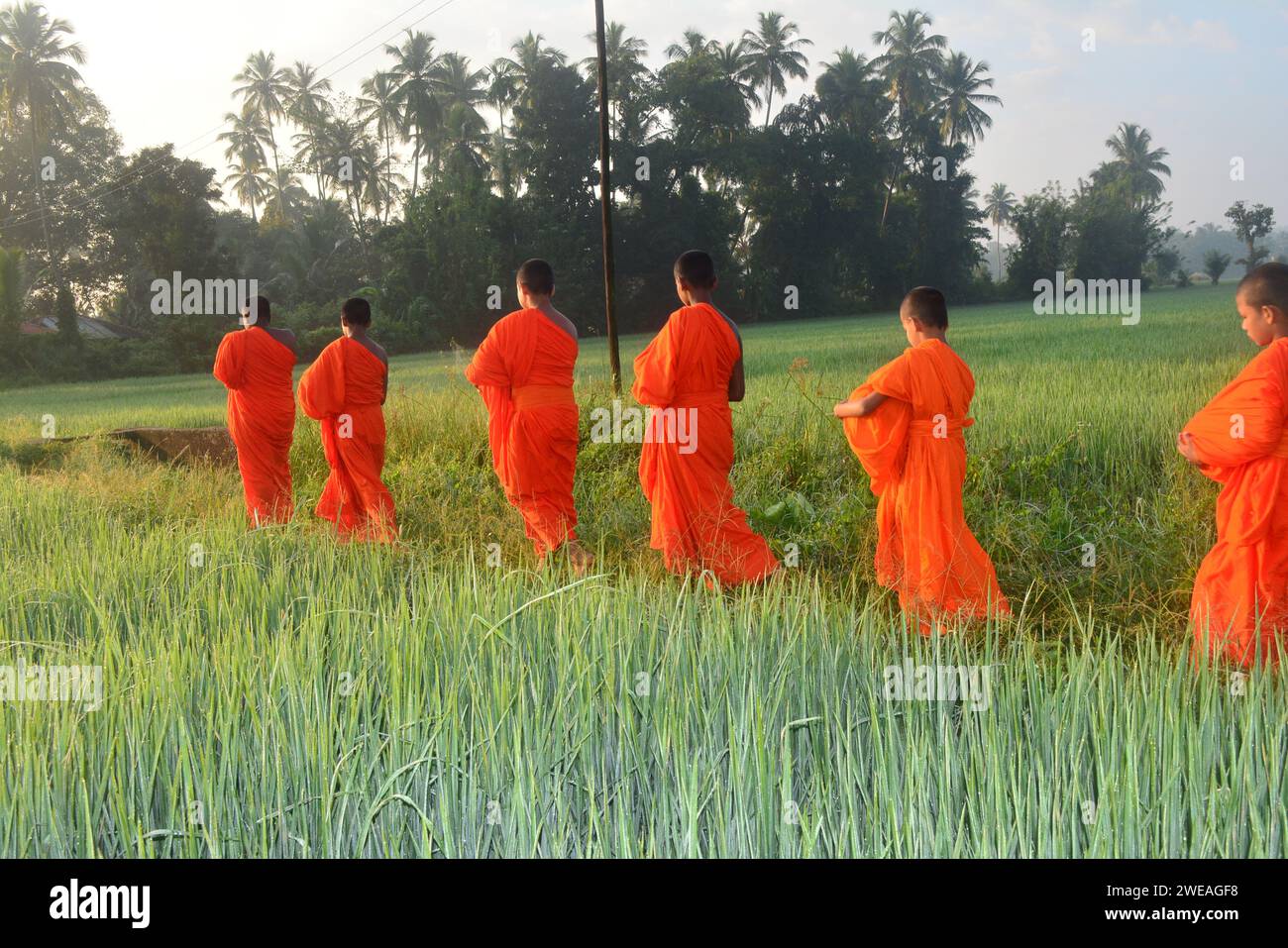 Buddhist Monks is Pindapatha in Sri Lanka Stock Photo - Alamy