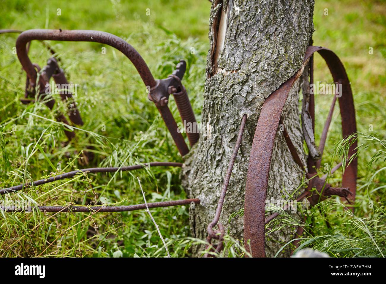 Rustic tree of life hi-res stock photography and images - Alamy