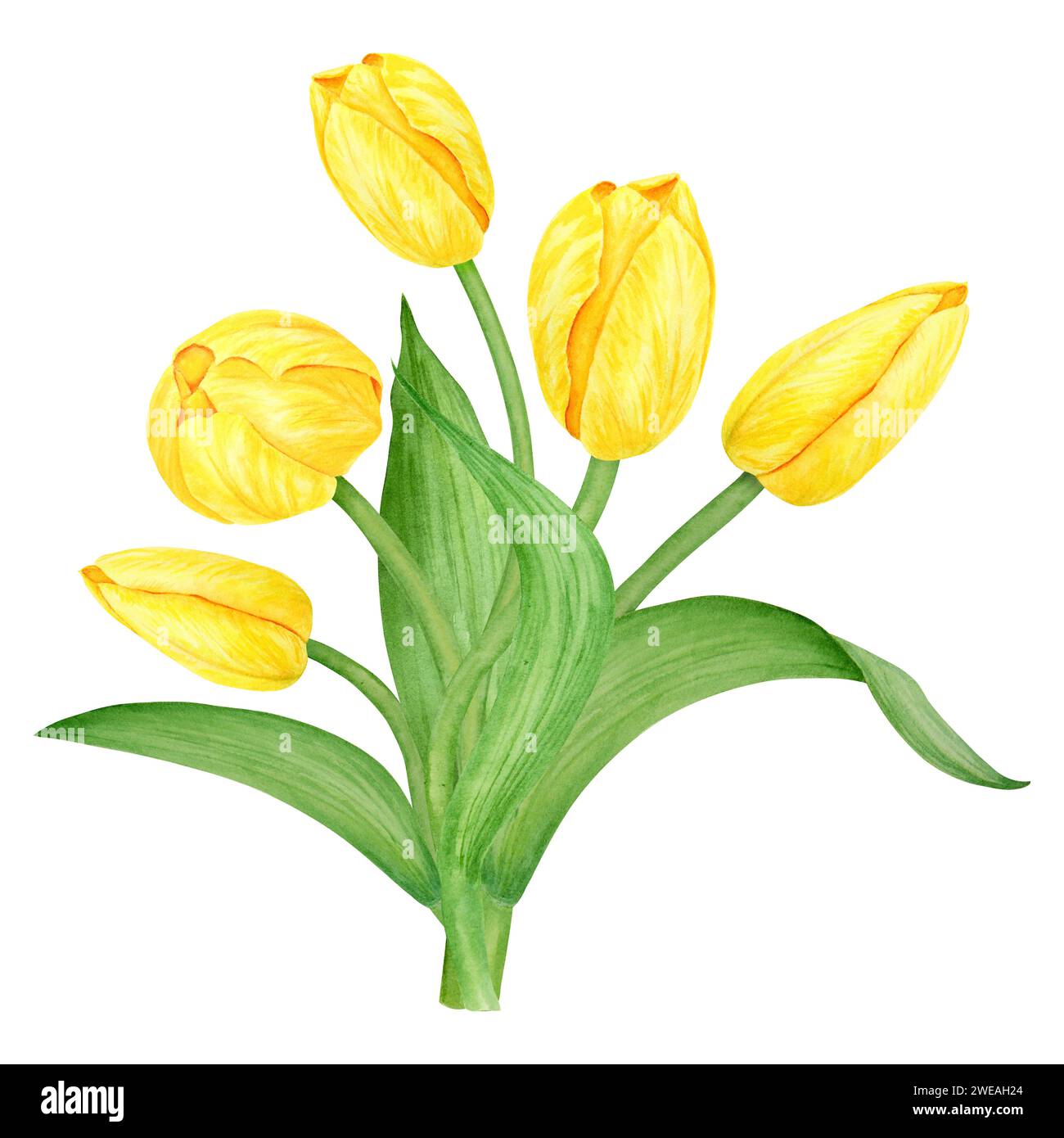 Yellow tulip bouquet. Watercolor hand drawn illustration of spring ...