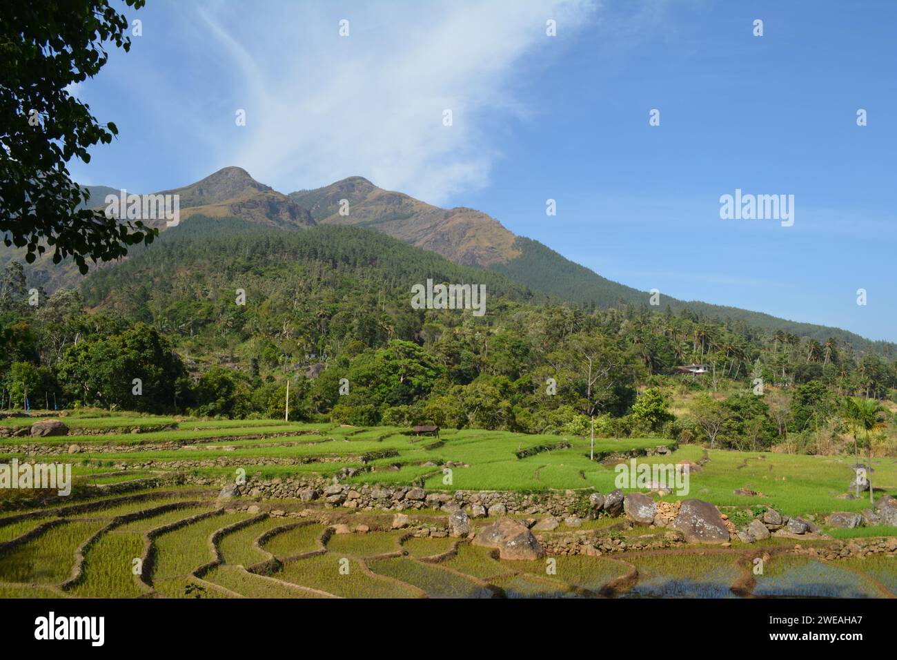 Sri lankan agri hi-res stock photography and images - Alamy