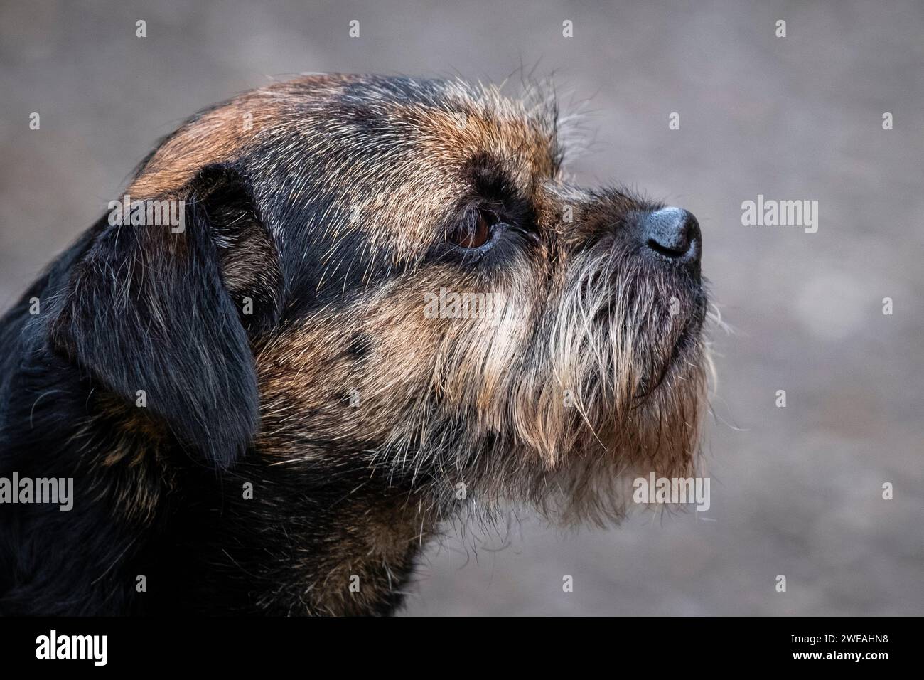 Tan border hi-res stock photography and images - Alamy