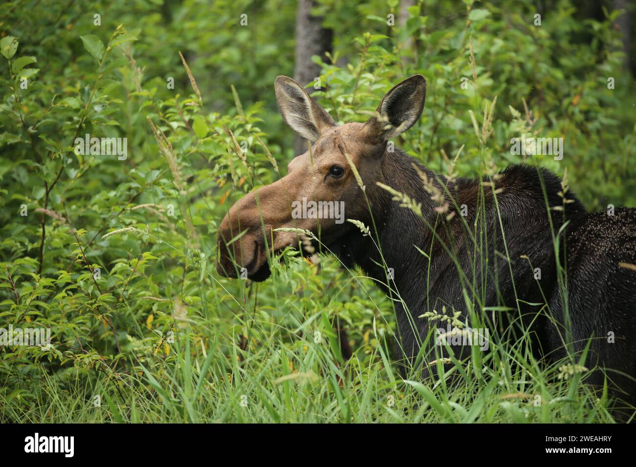 Moose in Northern Minnesota Stock Photo - Alamy
