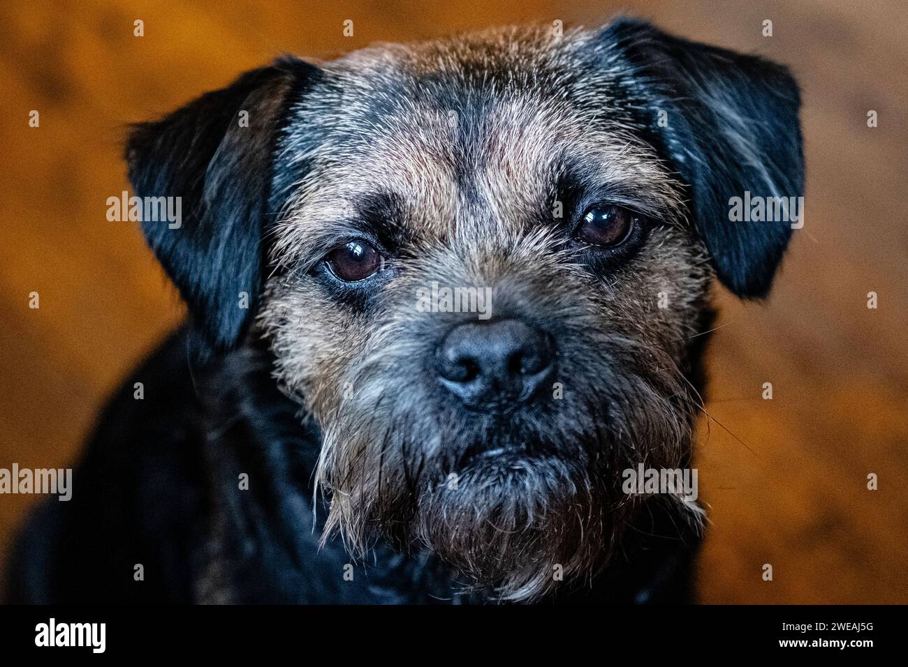 A Blue and Tan Border Terrier Dog Stock Photo - Alamy