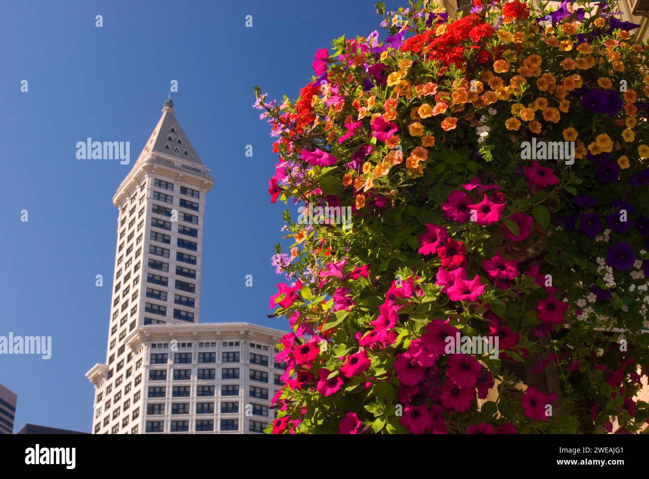 Smith Tower, Pioneer Square, Seattle, Washington Stock Photo - Alamy